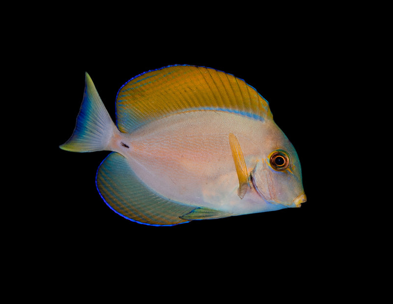 Fowleri Tang - Saltwater Fish – Marine Collectors