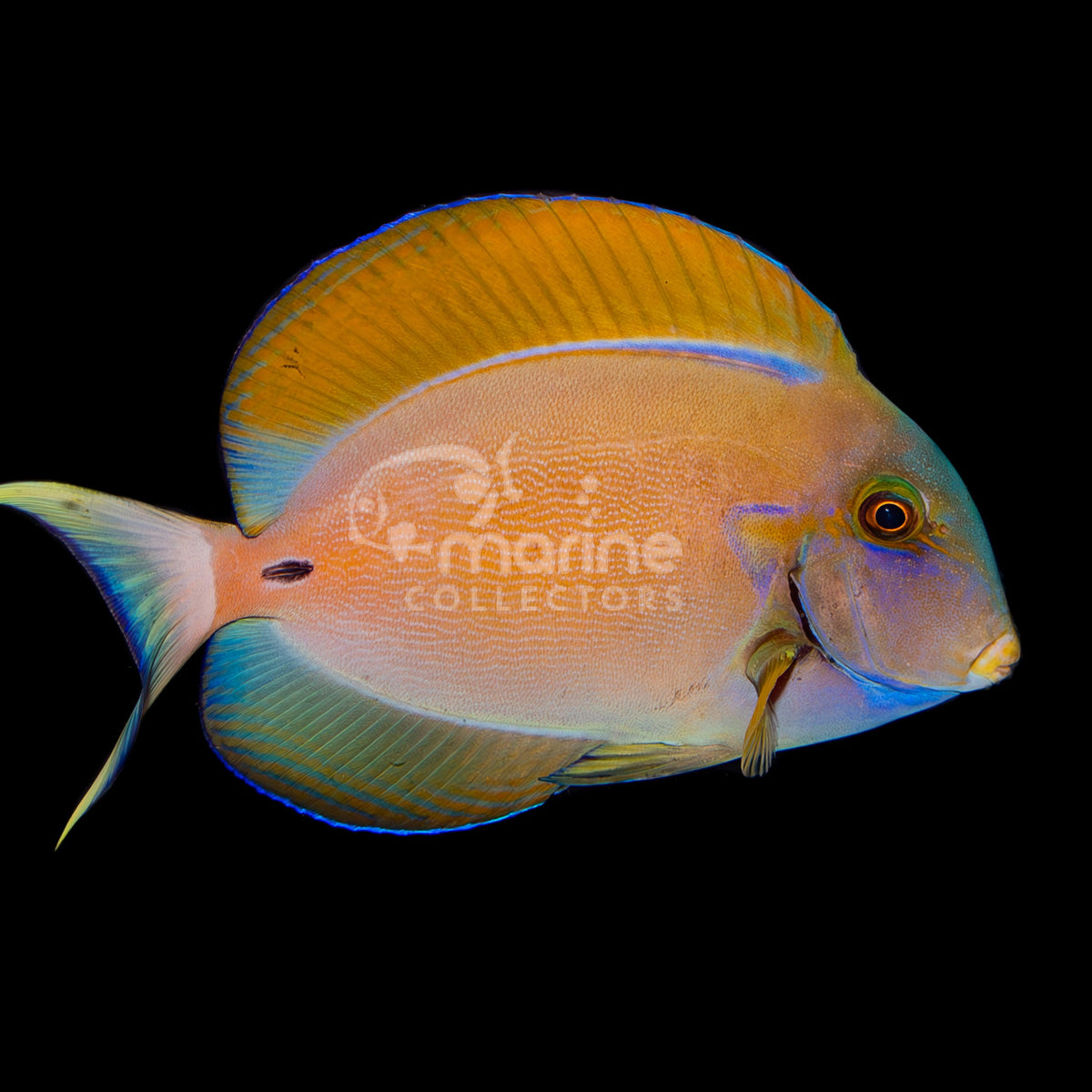 Fowleri Tang - Saltwater Fish – Marine Collectors
