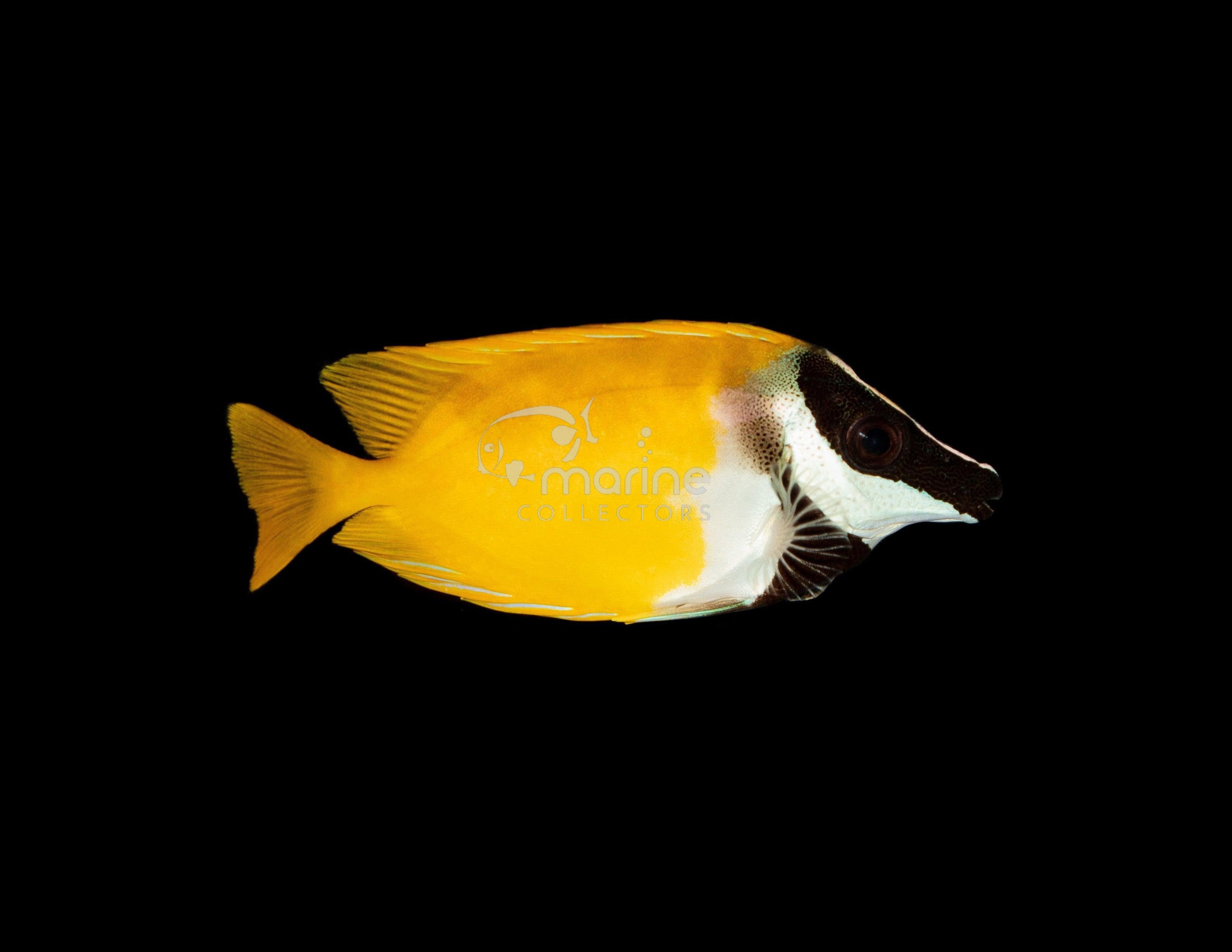 Foxface/Rabbitfish – Marine Collectors