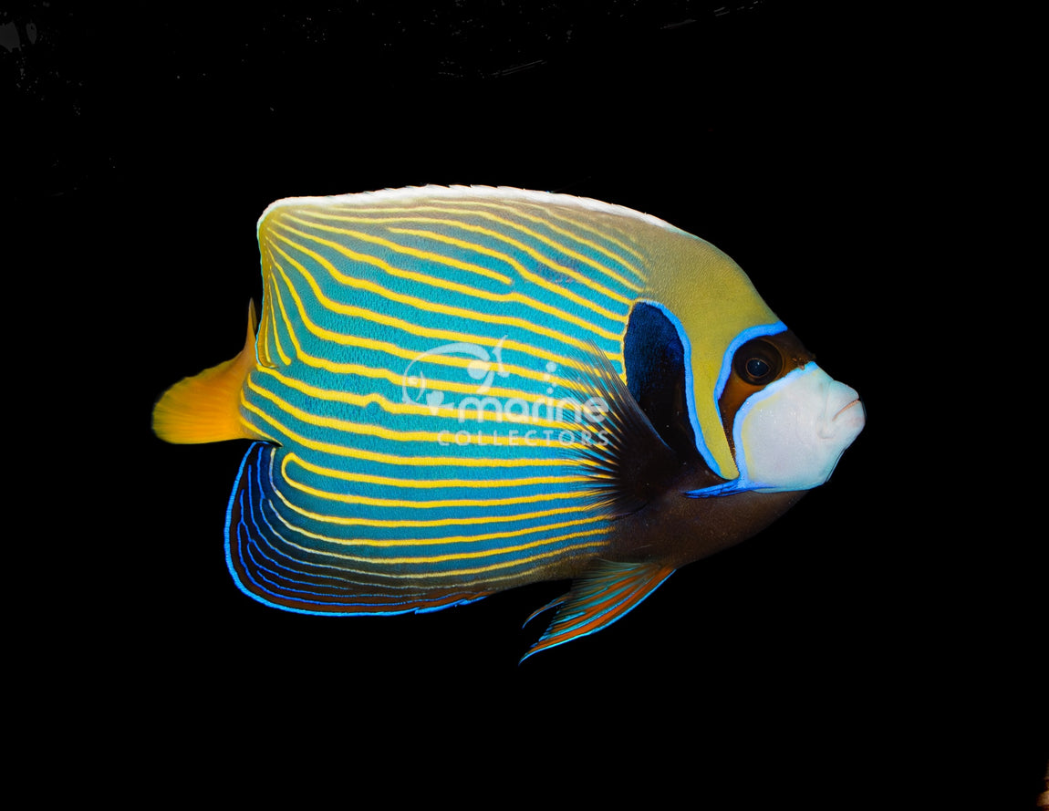 Collectors Chamber - Rare Saltwater Fish and Marine Pets – Marine ...