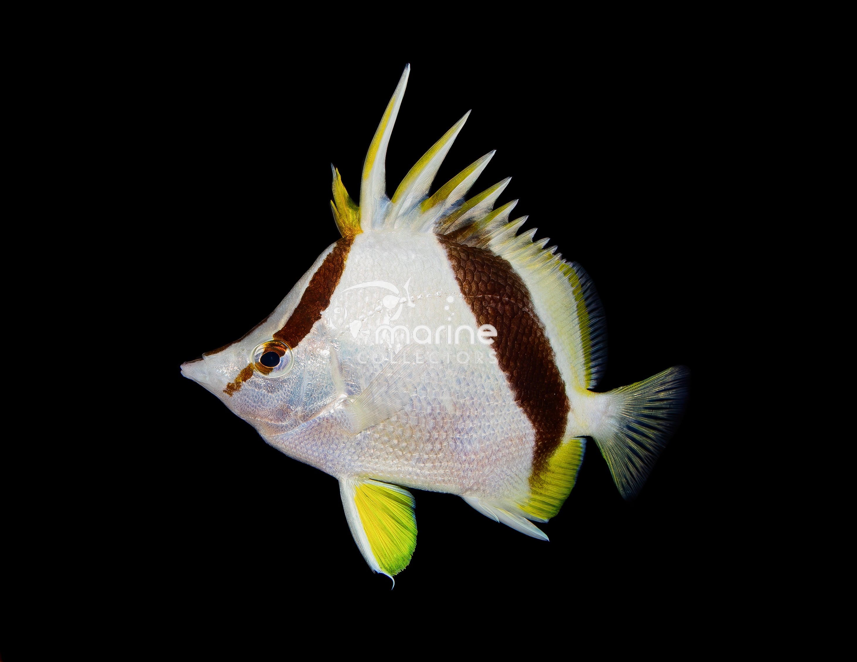 Collectors Chamber - Rare Saltwater Fish and Marine Pets – Marine ...