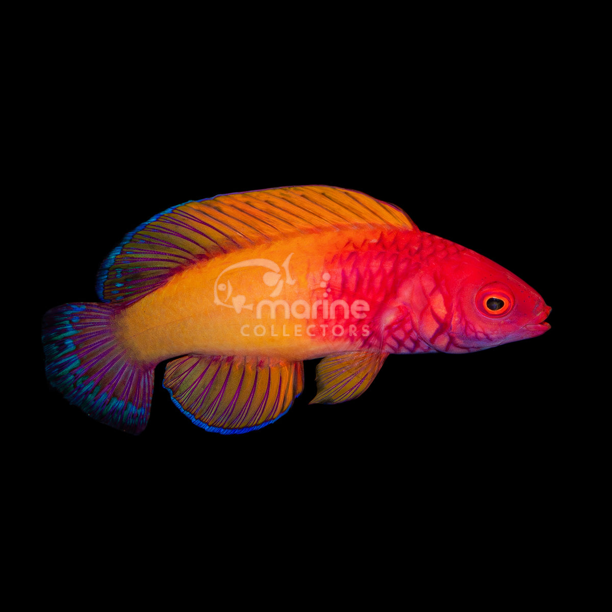 Rosy Scale Wrasse - Saltwater Fish – Marine Collectors