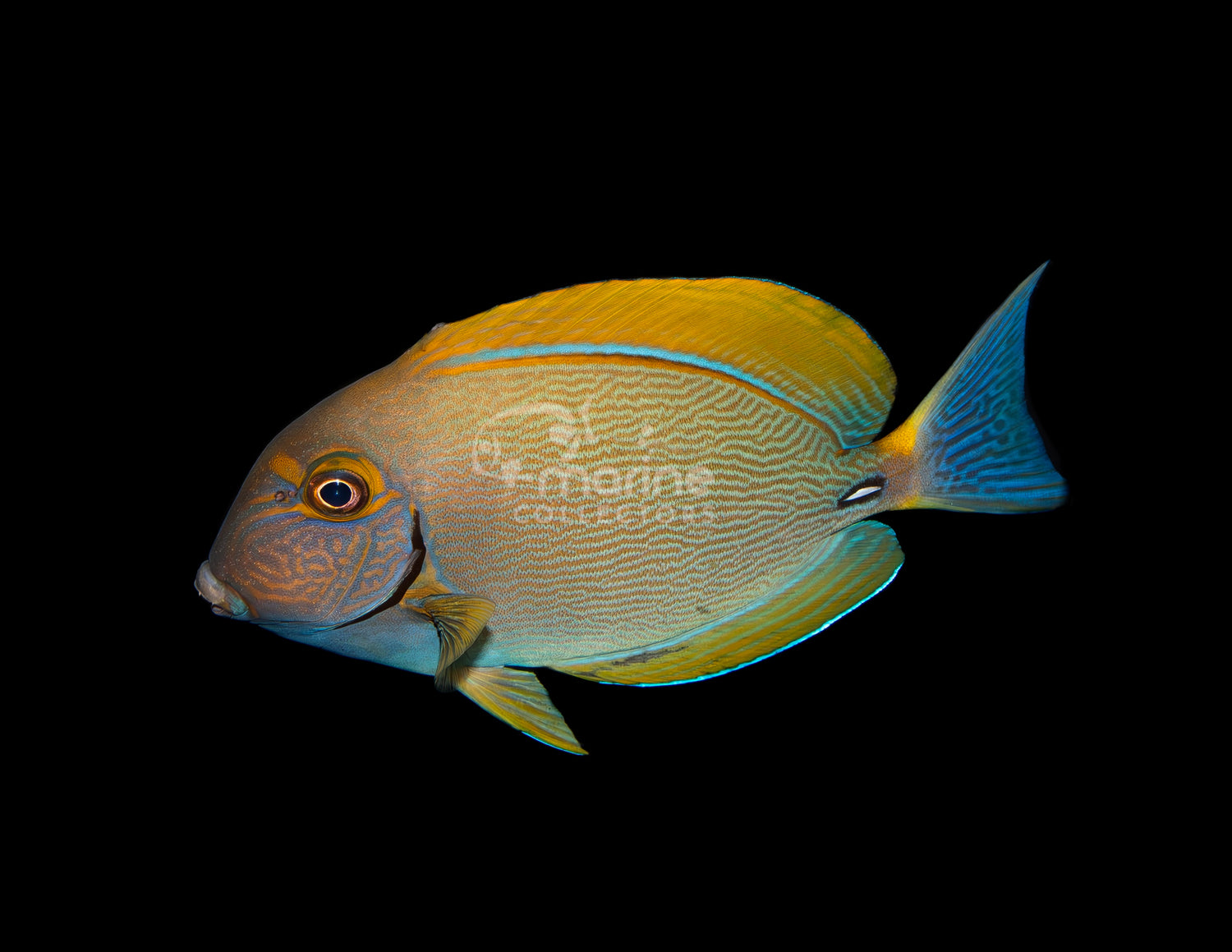 Collectors Chamber - Rare Saltwater Fish and Marine Pets – Marine ...