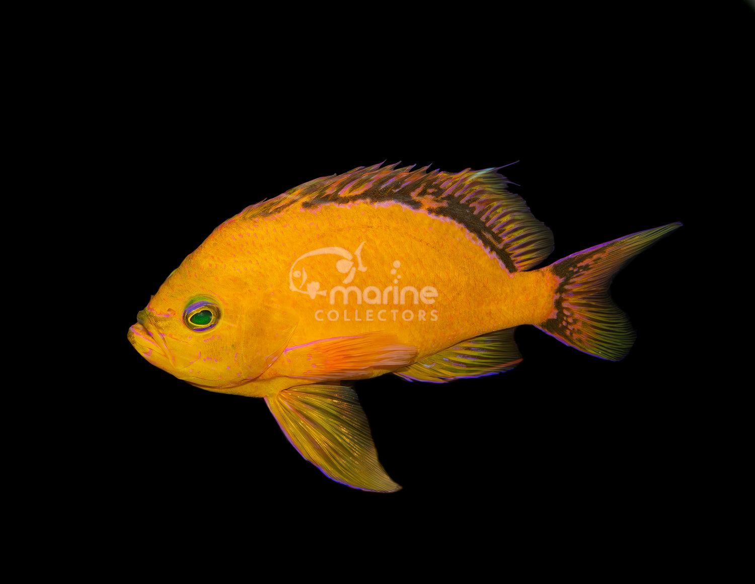 Collectors Chamber - Rare Saltwater Fish and Marine Pets – Marine ...