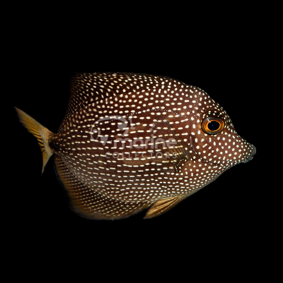 Gem Tang - Saltwater Fish – Marine Collectors