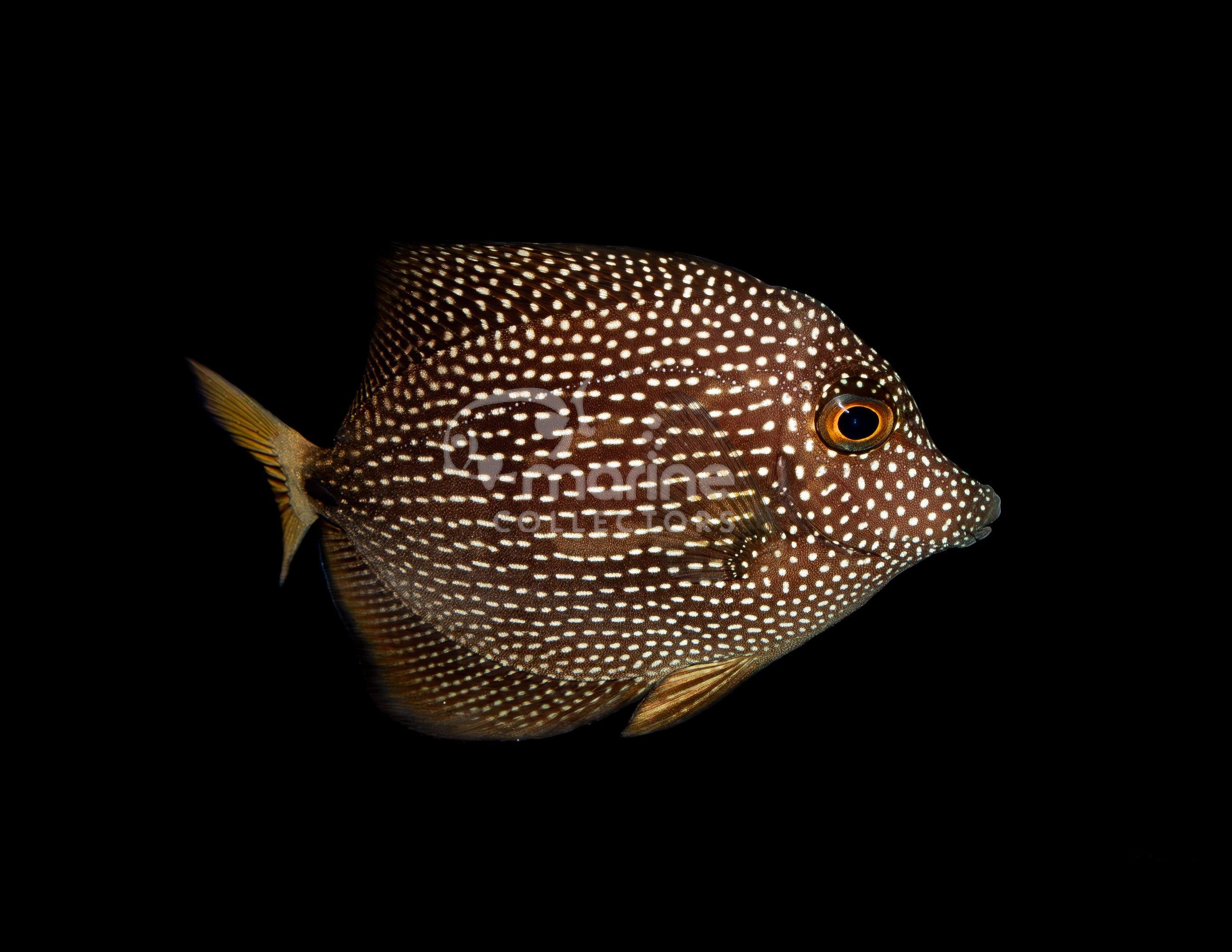 Tangs – Marine Collectors