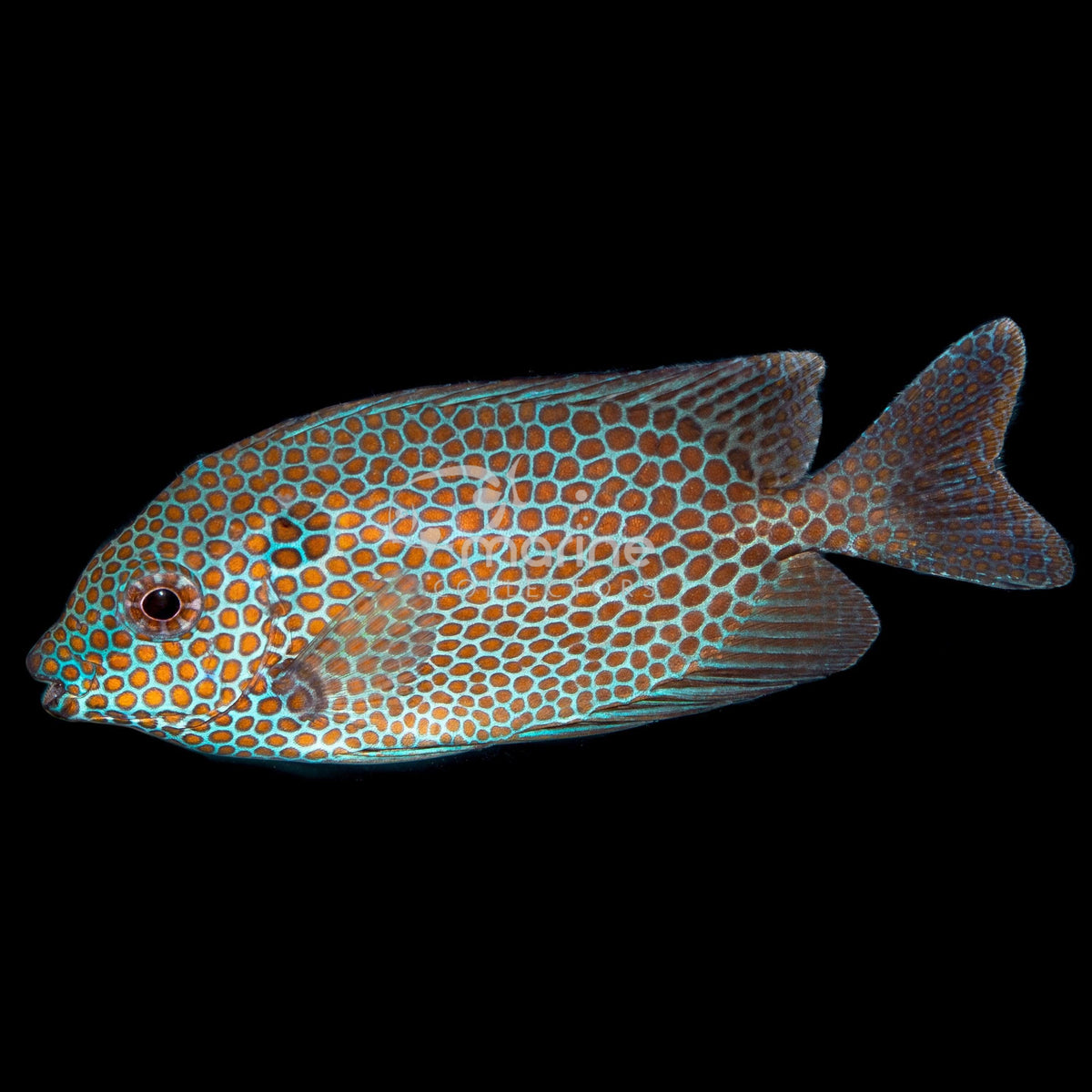 Gold Spotted Rabbitfish - Saltwater Fish – Marine Collectors