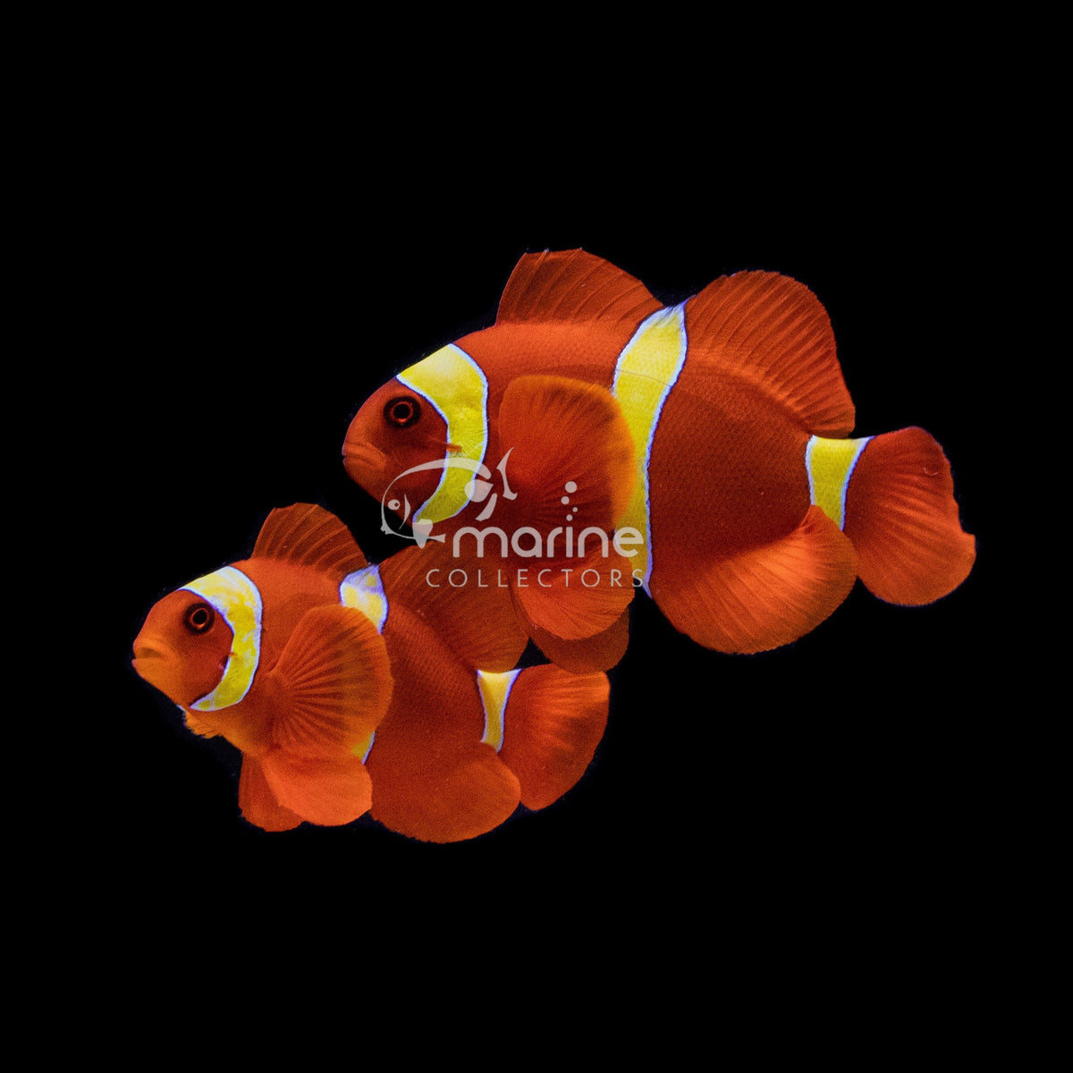 Gold Stripe Maroon Clownfish (WILD) - Saltwater Fish – Marine Collectors