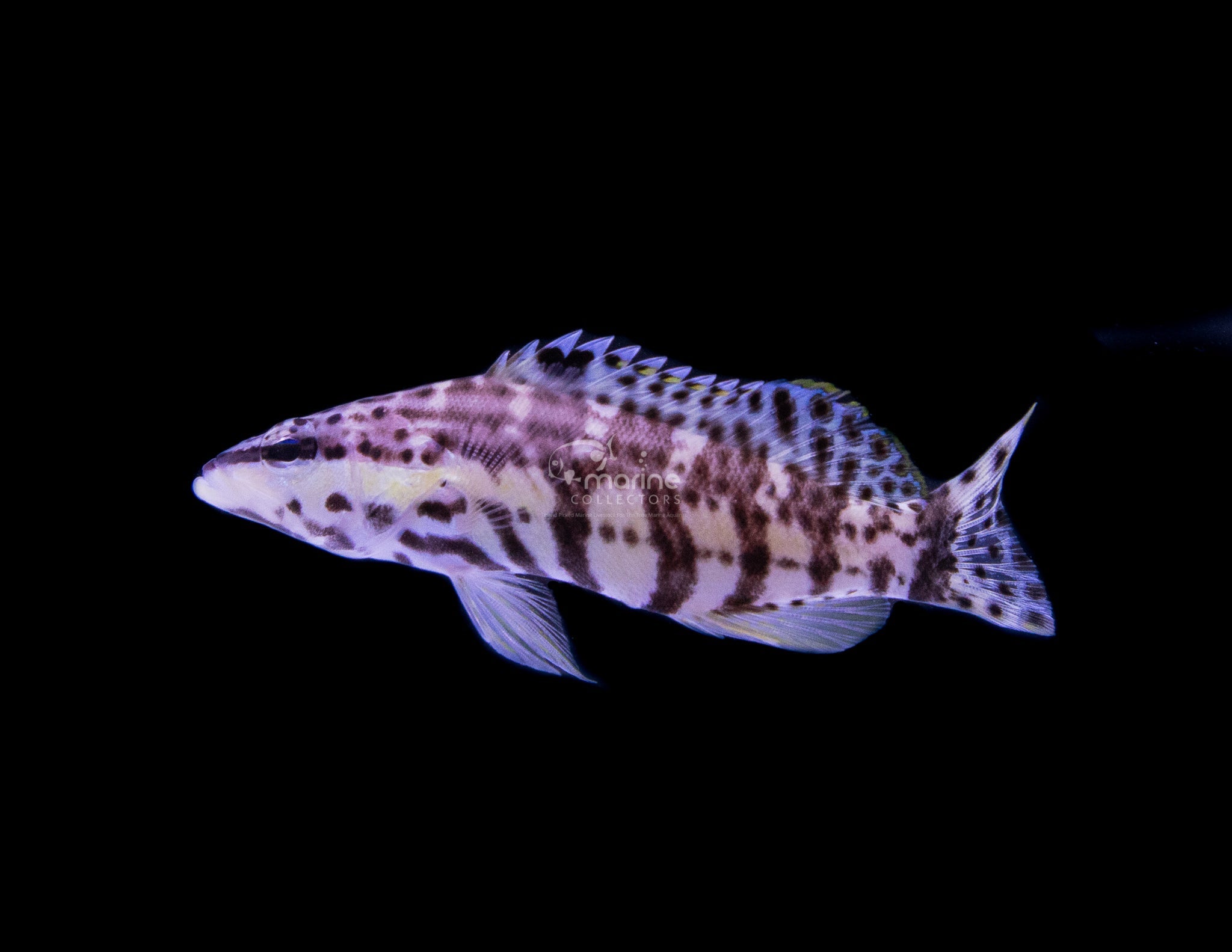 Bassbasslets Marine Collectors