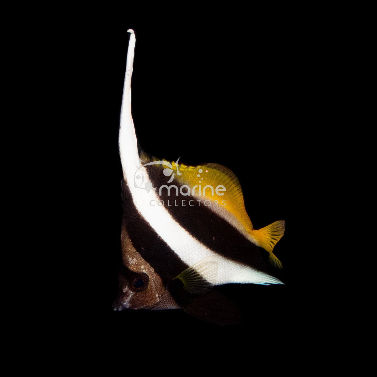 Heniochus Butterflyfish - Saltwater Fish – Marine Collectors