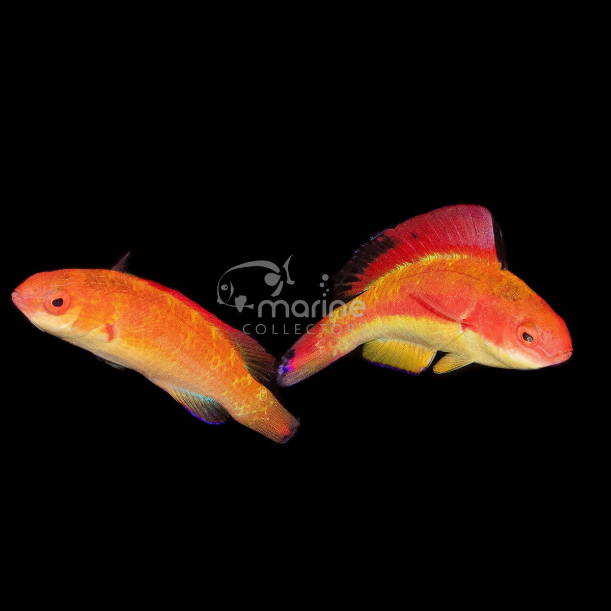 Hooded Flame Wrasse - Saltwater Fish Shop | Marine Aquariums – Marine ...