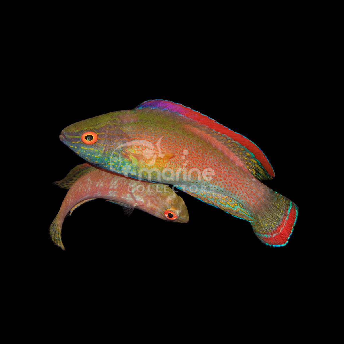 Pink Margin Fairy Wrasse [PAIR] – Marine Collectors