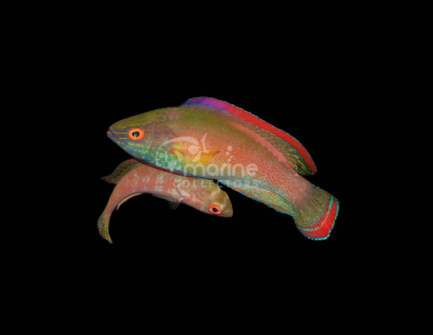 Pink Margin Fairy Wrasse [PAIR] – Marine Collectors