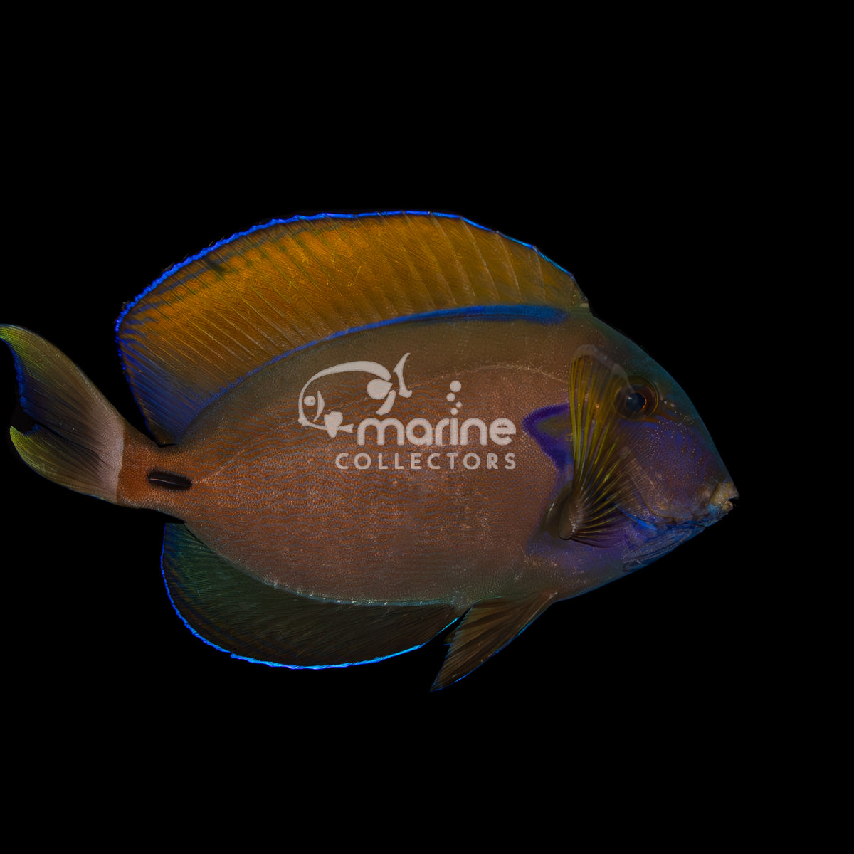 Fowleri Tang – Marine Collectors