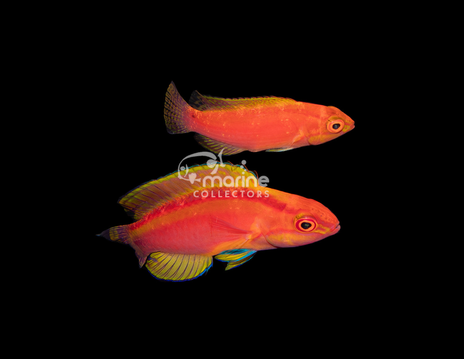 Collectors Chamber - Rare Saltwater Fish and Marine Pets – Tagged "CC ...