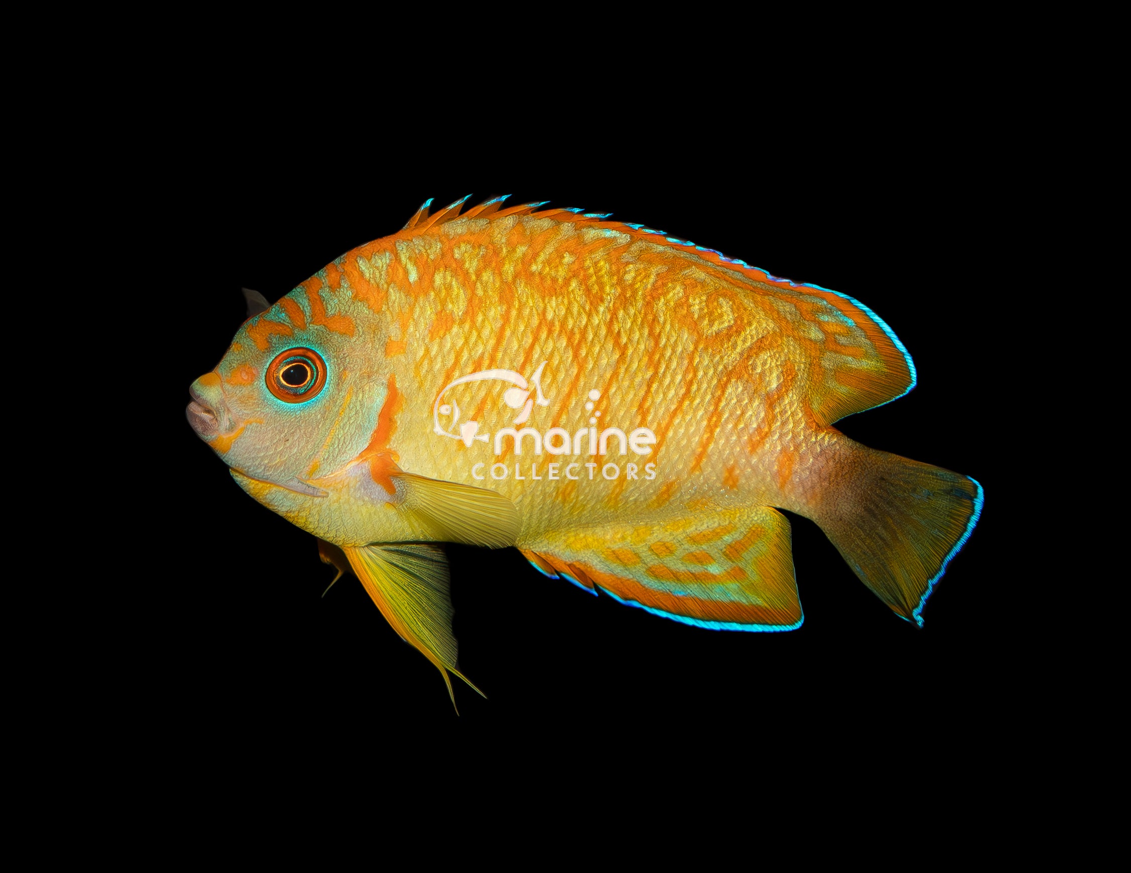 Collectors Chamber - Rare Saltwater Fish and Marine Pets – Marine ...