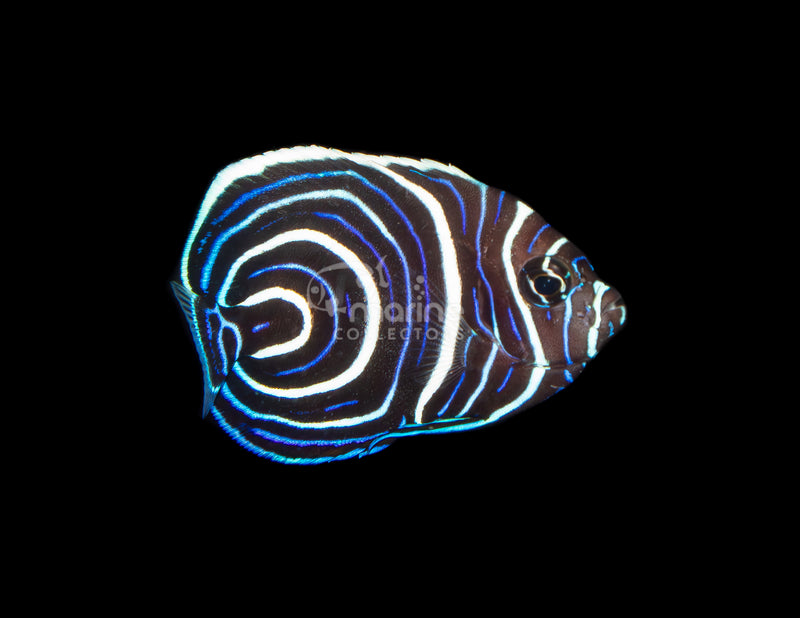 Saltwater Fish for Sale | Buy Marine Aquarium Fish | Marine Collectors
