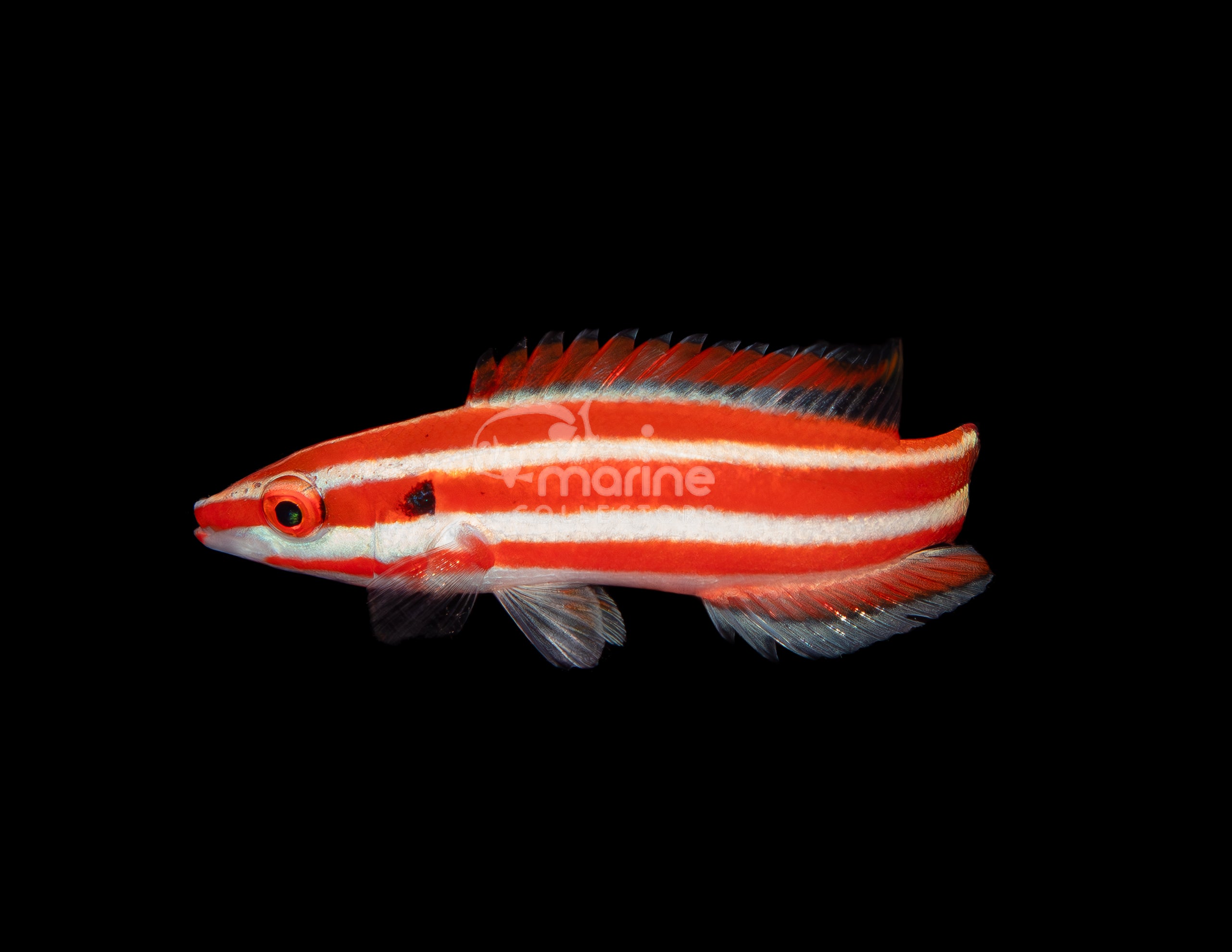 Saltwater Fish for Sale | Buy Marine Aquarium Fish | Marine Collectors