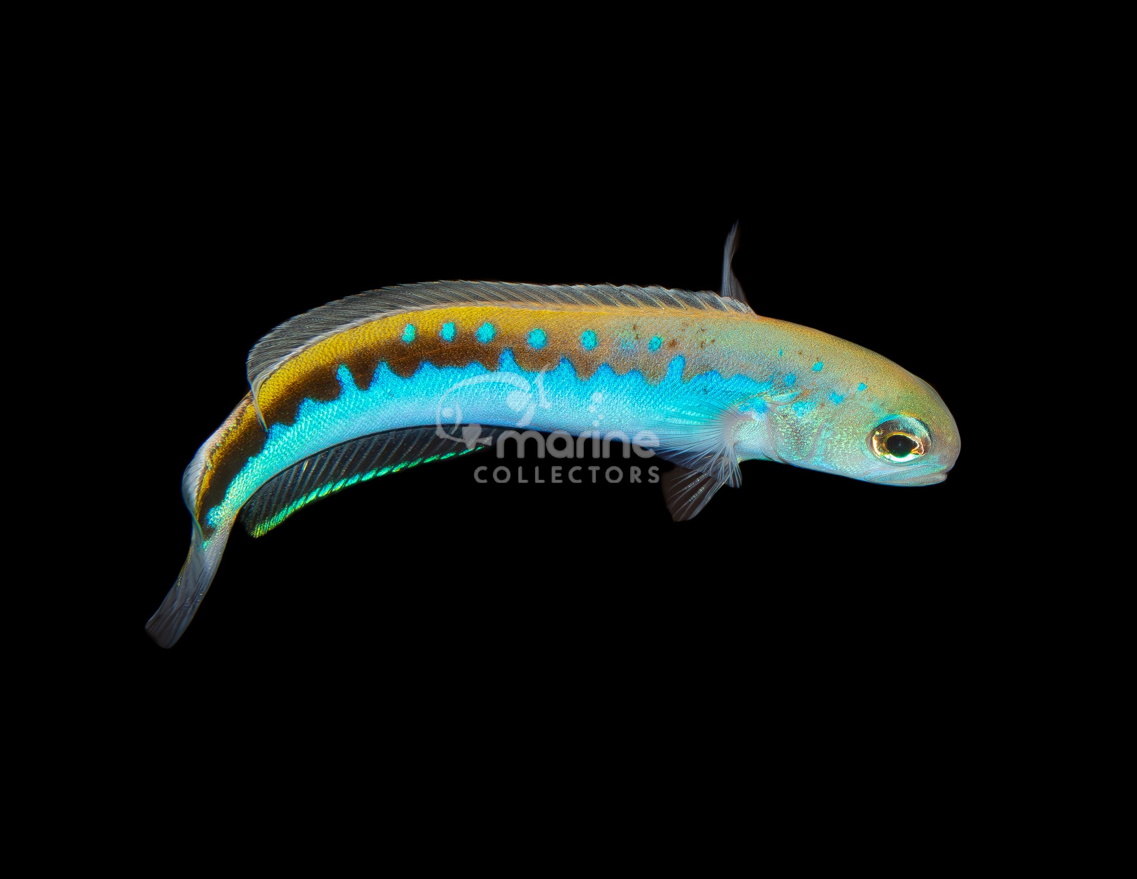 Saltwater Fish for Sale | Buy Marine Aquarium Fish | Marine Collectors