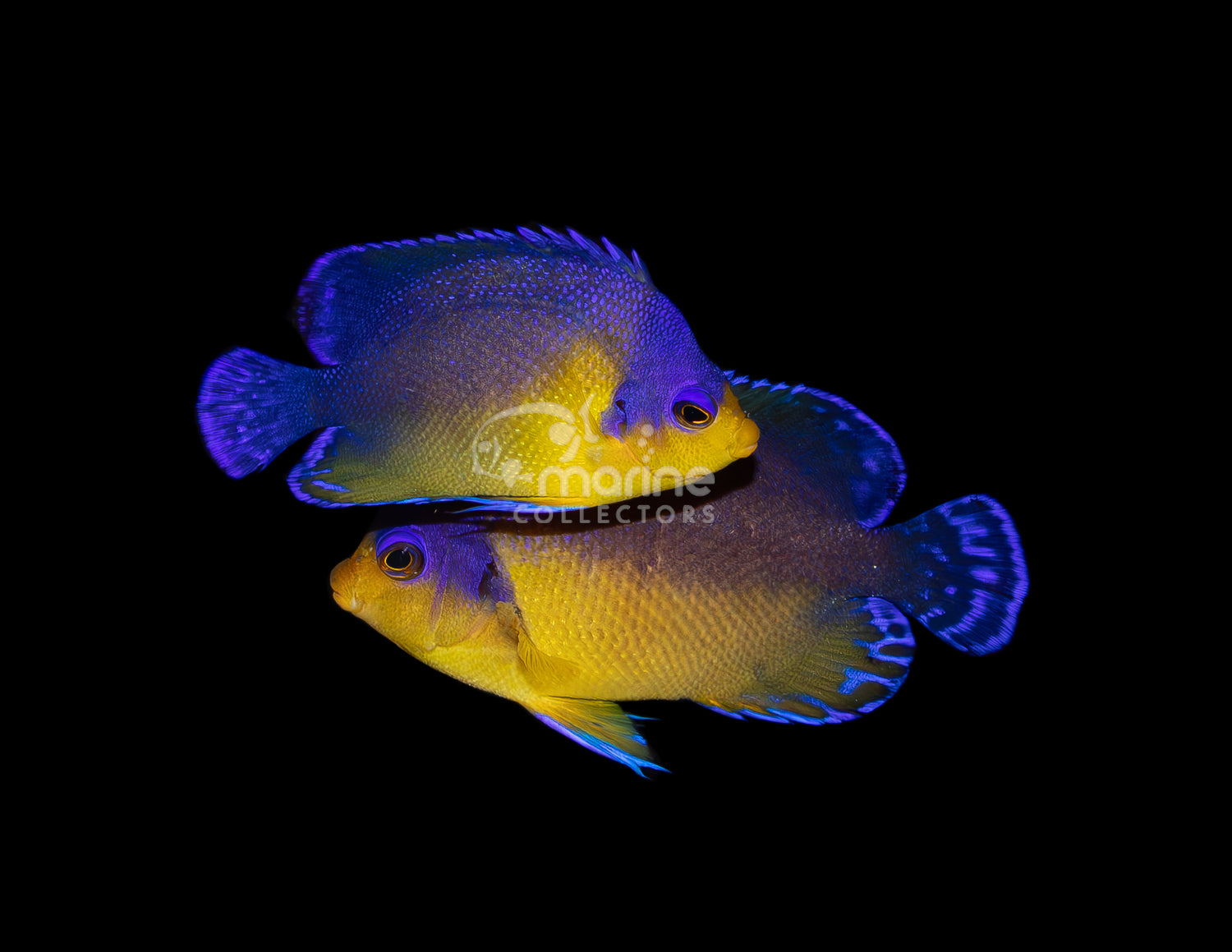 New Arrivals - Saltwater Fish for Marine Aquariums – Marine Collectors