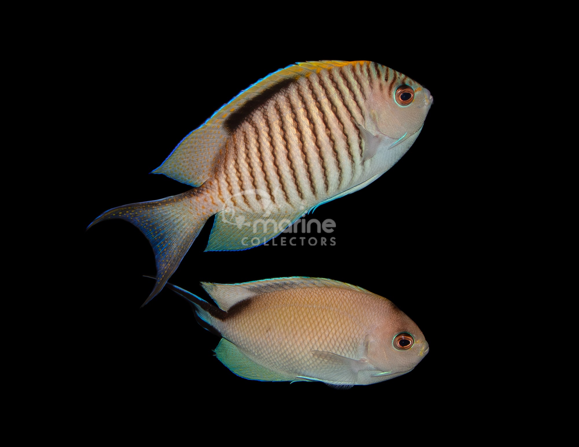 Sale! – Marine Collectors