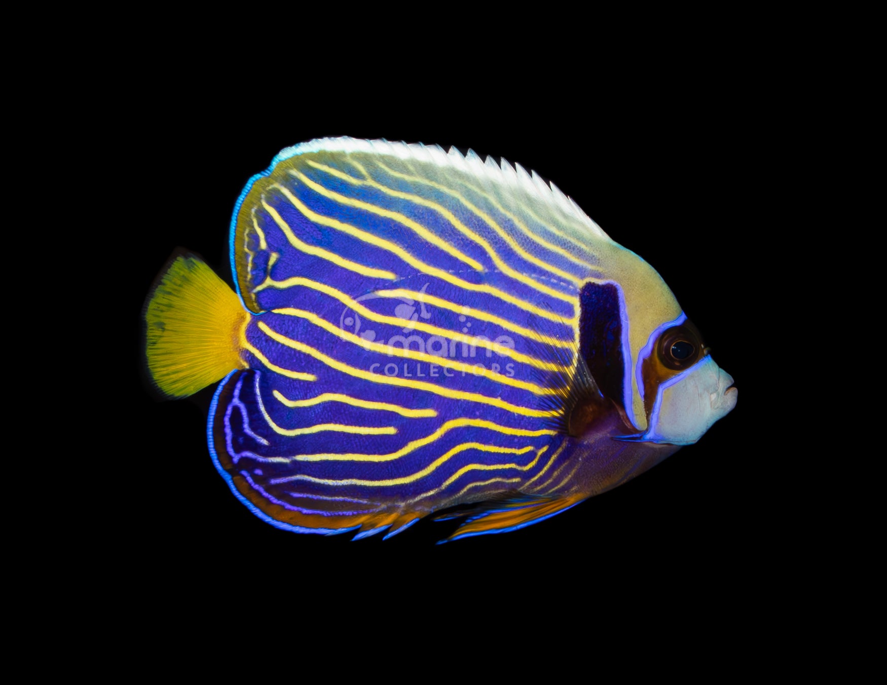 Sale! – Marine Collectors