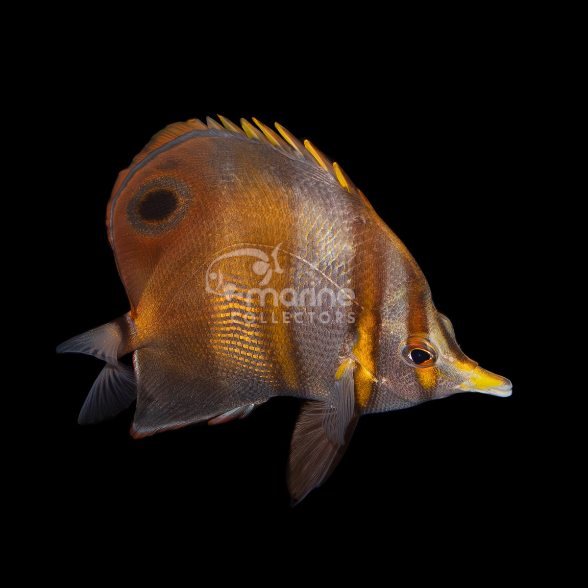 Mulleri Butterflyfish – Marine Collectors