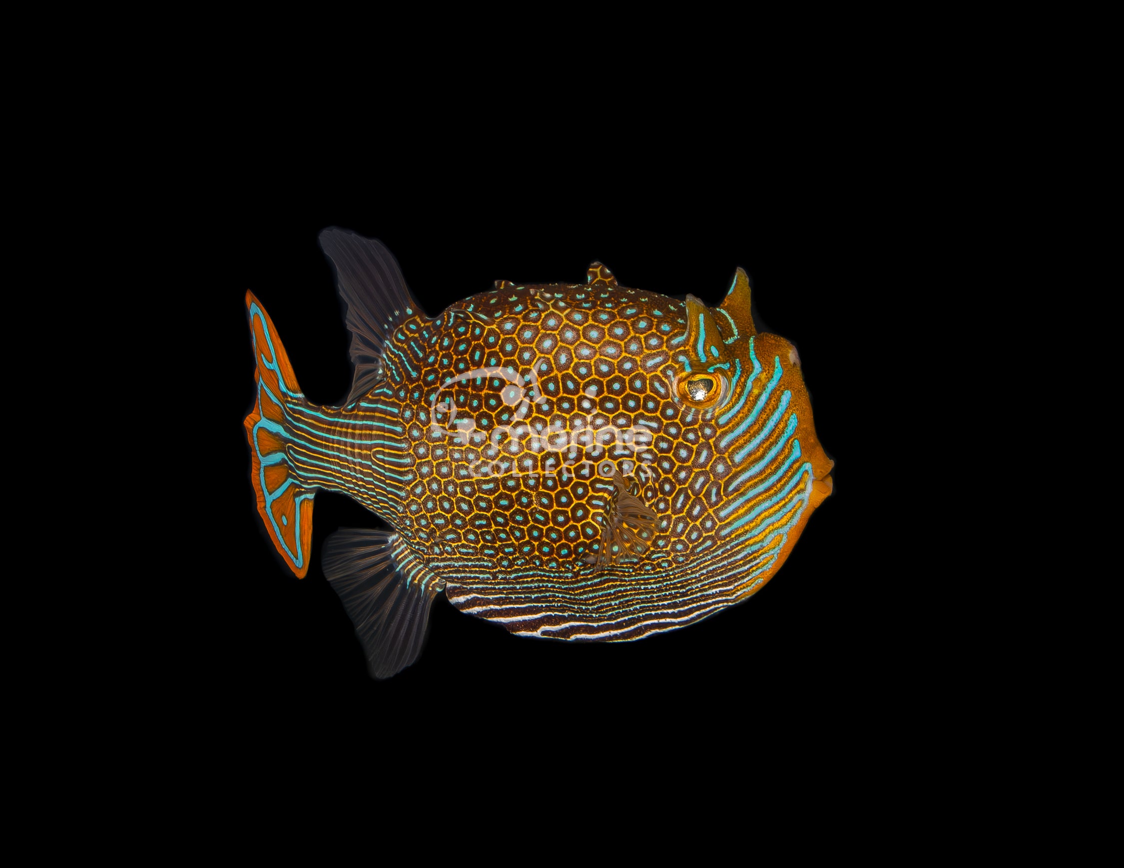 Sale! – Marine Collectors