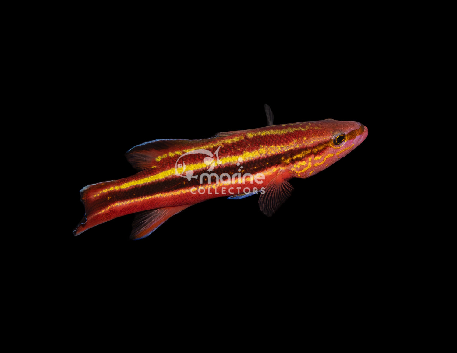 Collectors Chamber - Rare Saltwater Fish and Marine Pets – Marine ...