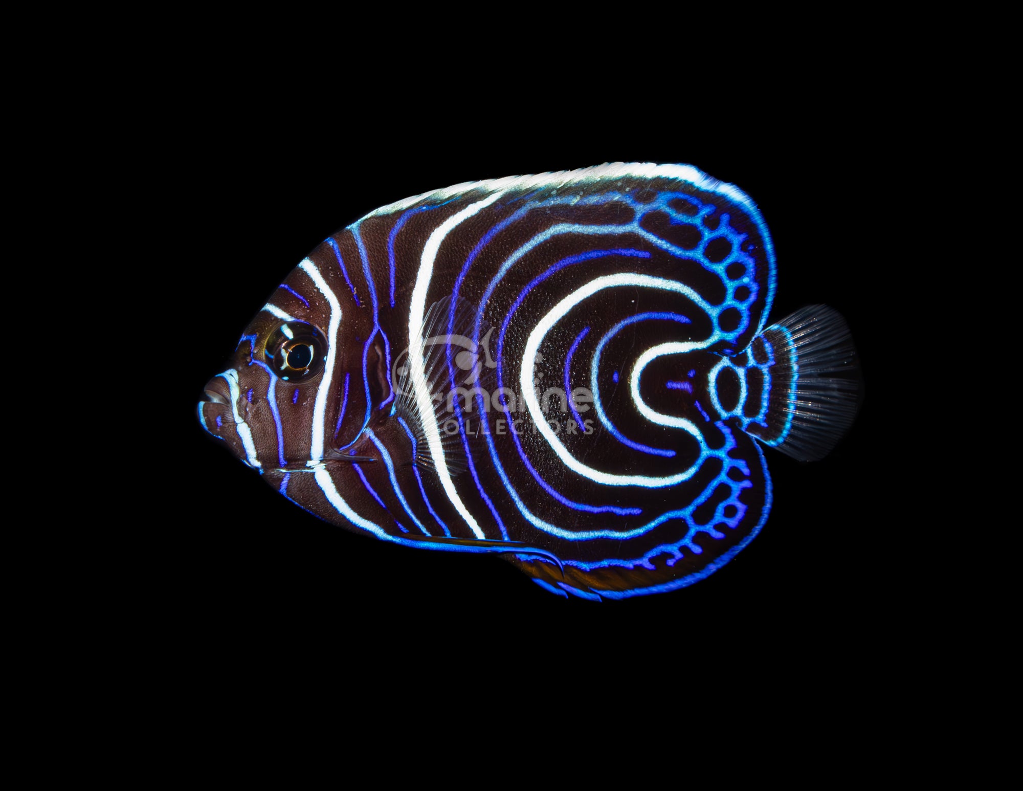 Sale Marine Collectors