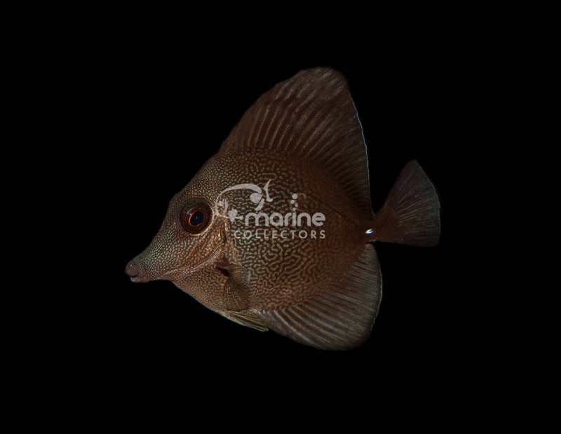 Collectors Chamber - Rare Saltwater Fish and Marine Pets – Marine ...