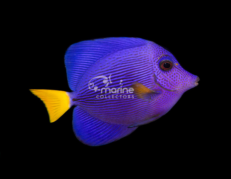 Tangs/Surgeonfish for Sale – Marine Collectors