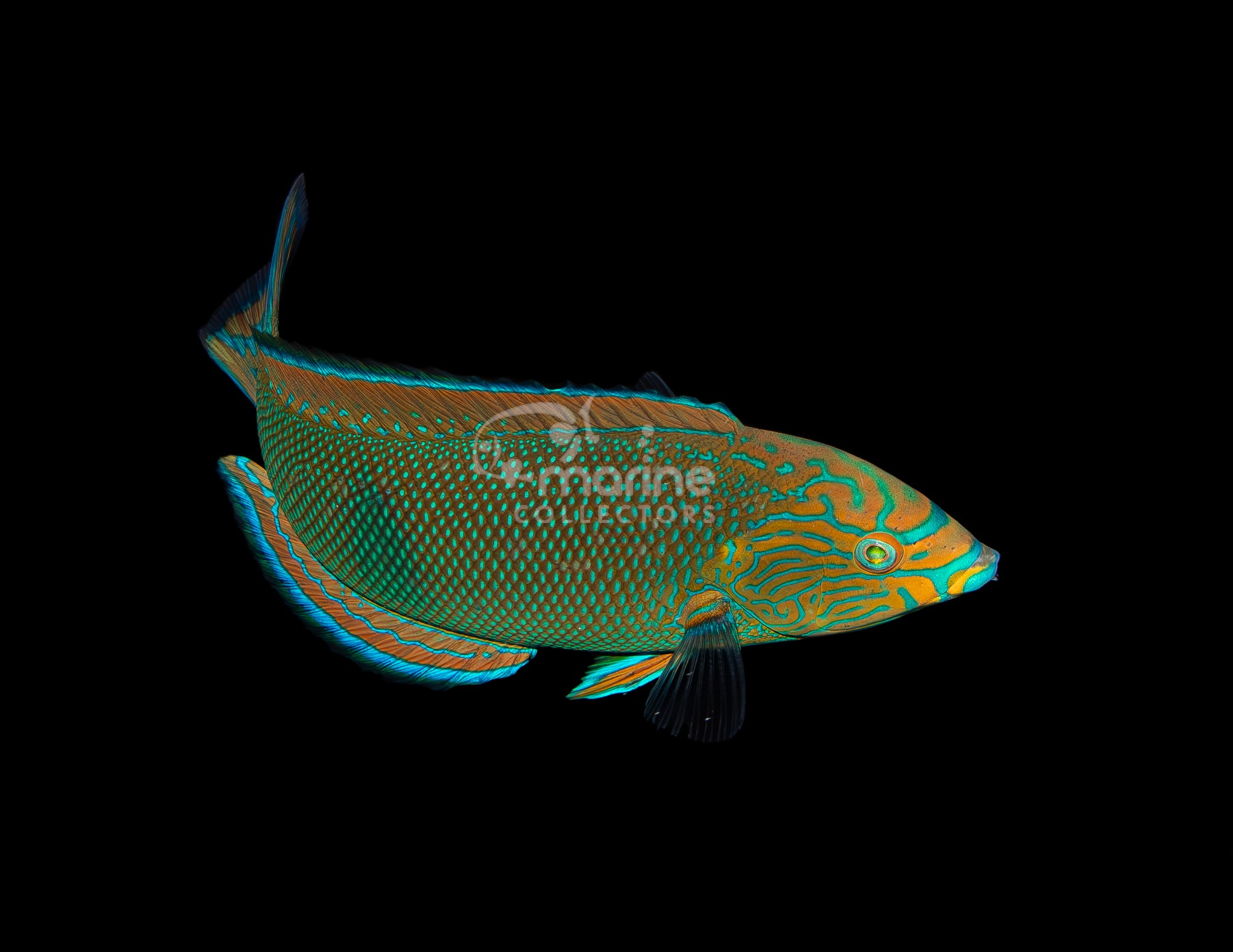 Saltwater Fish for Sale | Buy Marine Aquarium Fish | Marine Collectors