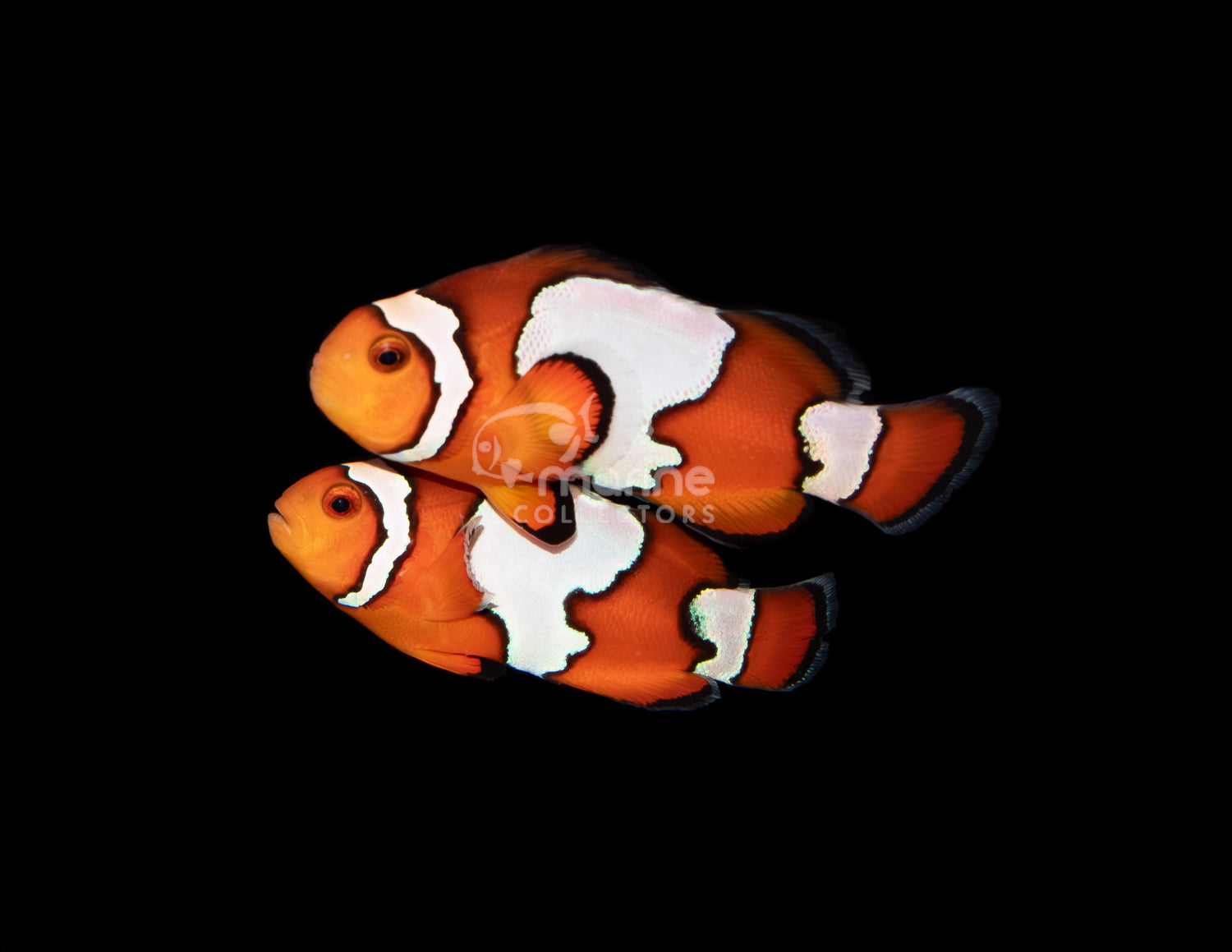 Saltwater Fish for Sale | Buy Marine Aquarium Fish | Marine Collectors