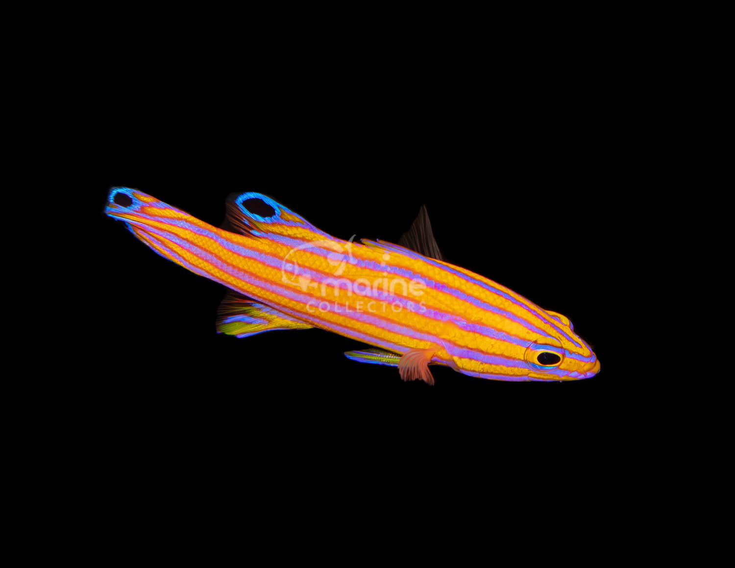 Saltwater Fish for Sale | Buy Marine Aquarium Fish | Marine Collectors