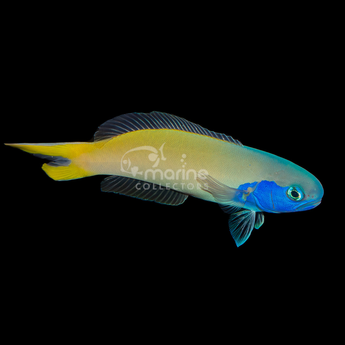 Oreni Tilefish - Saltwater Fish – Marine Collectors