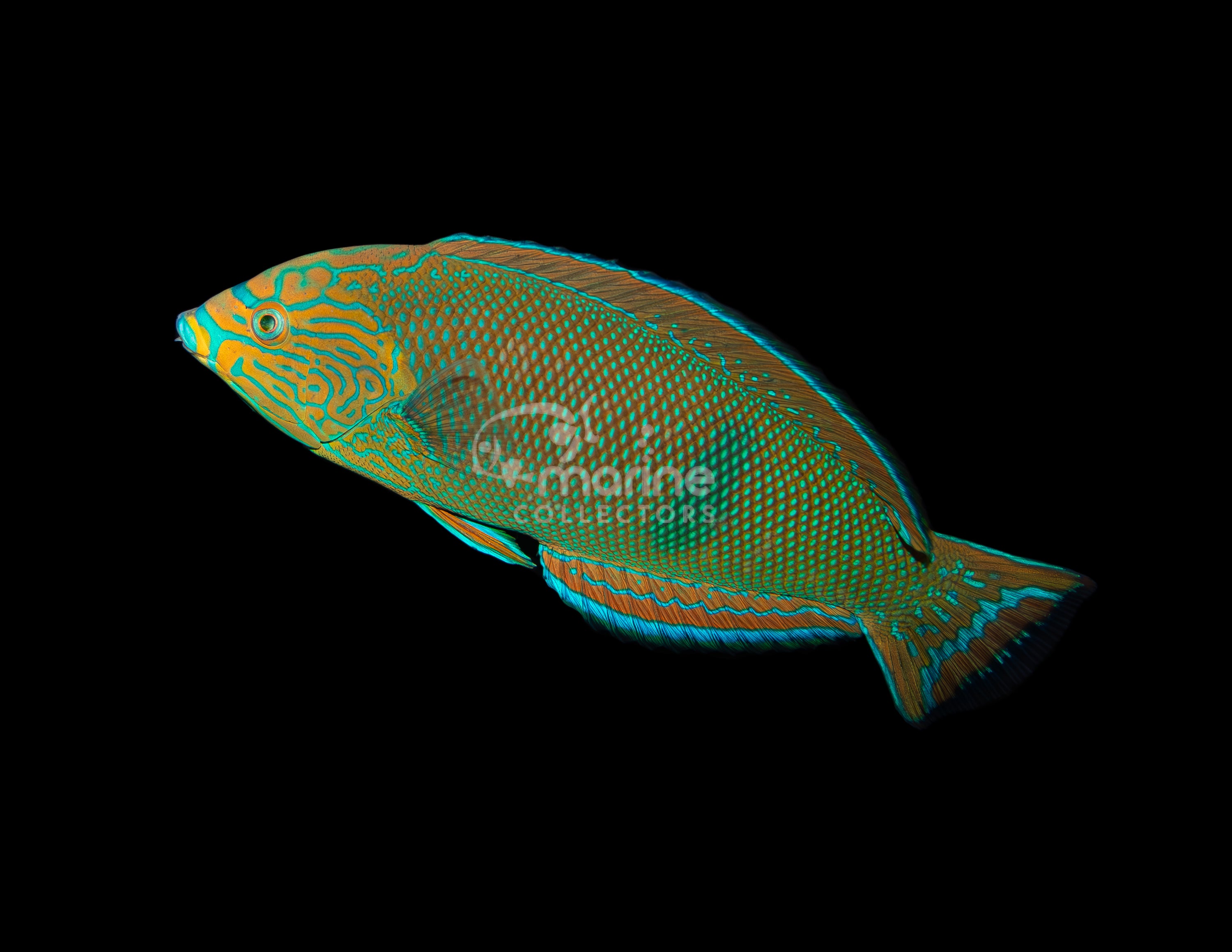 Saltwater Fish for Sale | Buy Marine Aquarium Fish | Marine Collectors