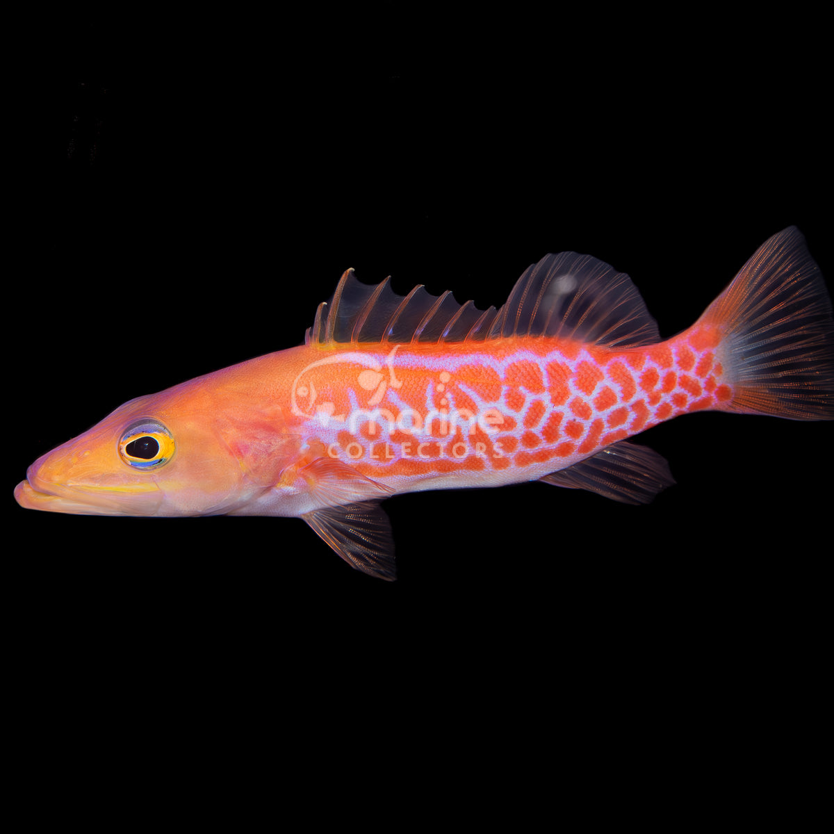 Dr. Seuss Soapfish #1 - Saltwater Fish Shop | Marine Aquariums – Marine ...