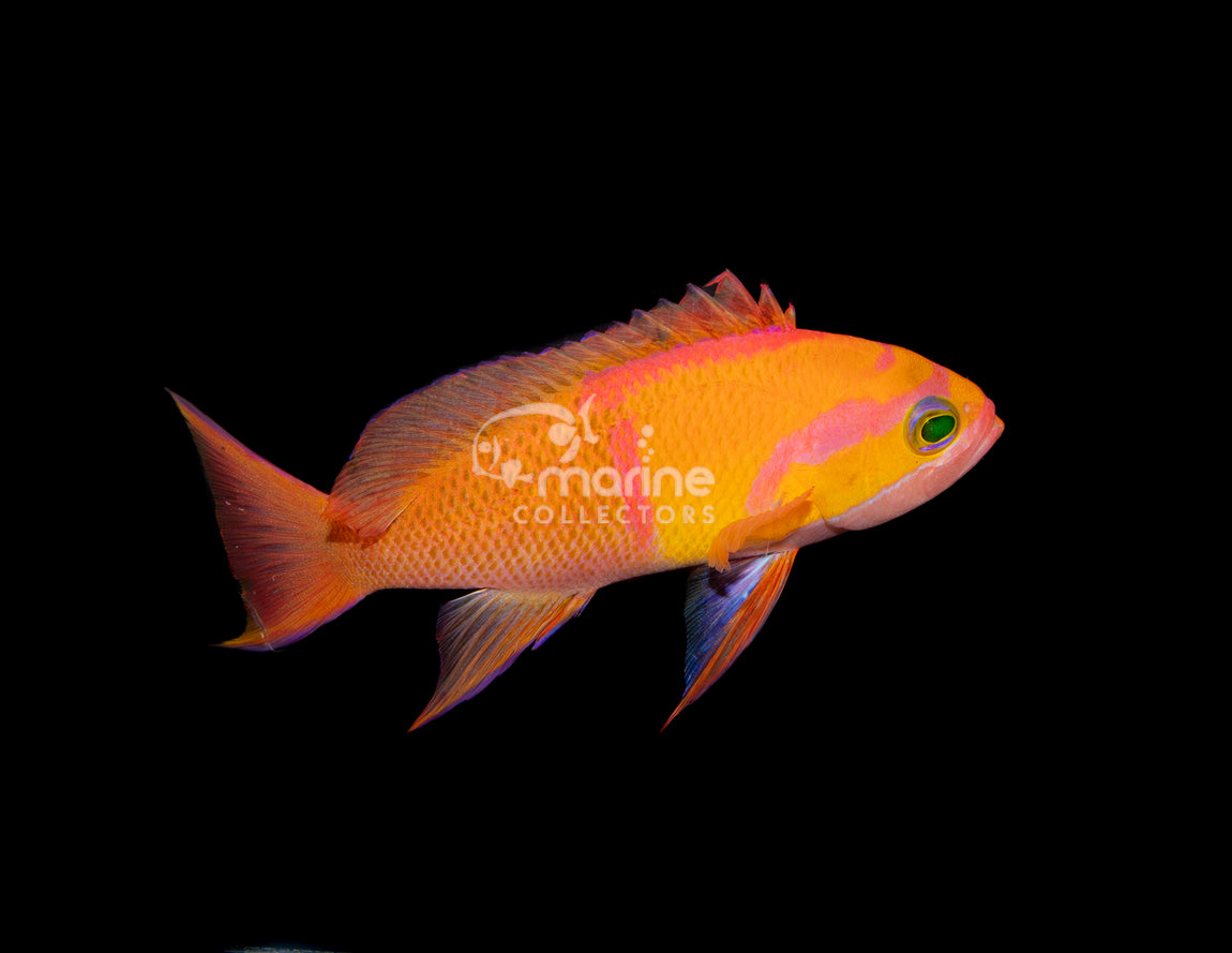 Collectors Chamber - Rare Saltwater Fish and Marine Pets – Marine ...