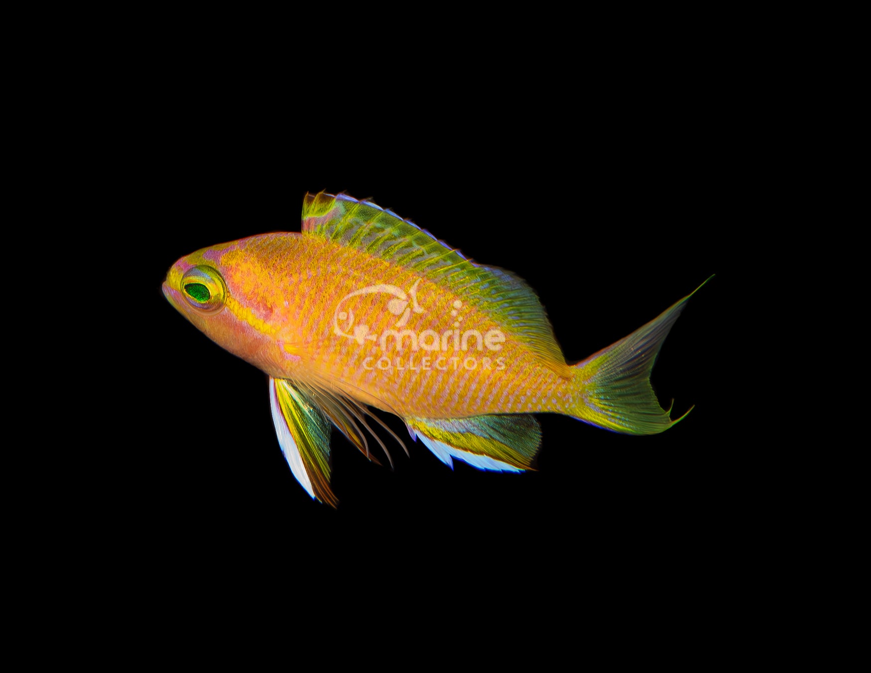Saltwater Fish for Sale | Buy Marine Aquarium Fish | Marine Collectors