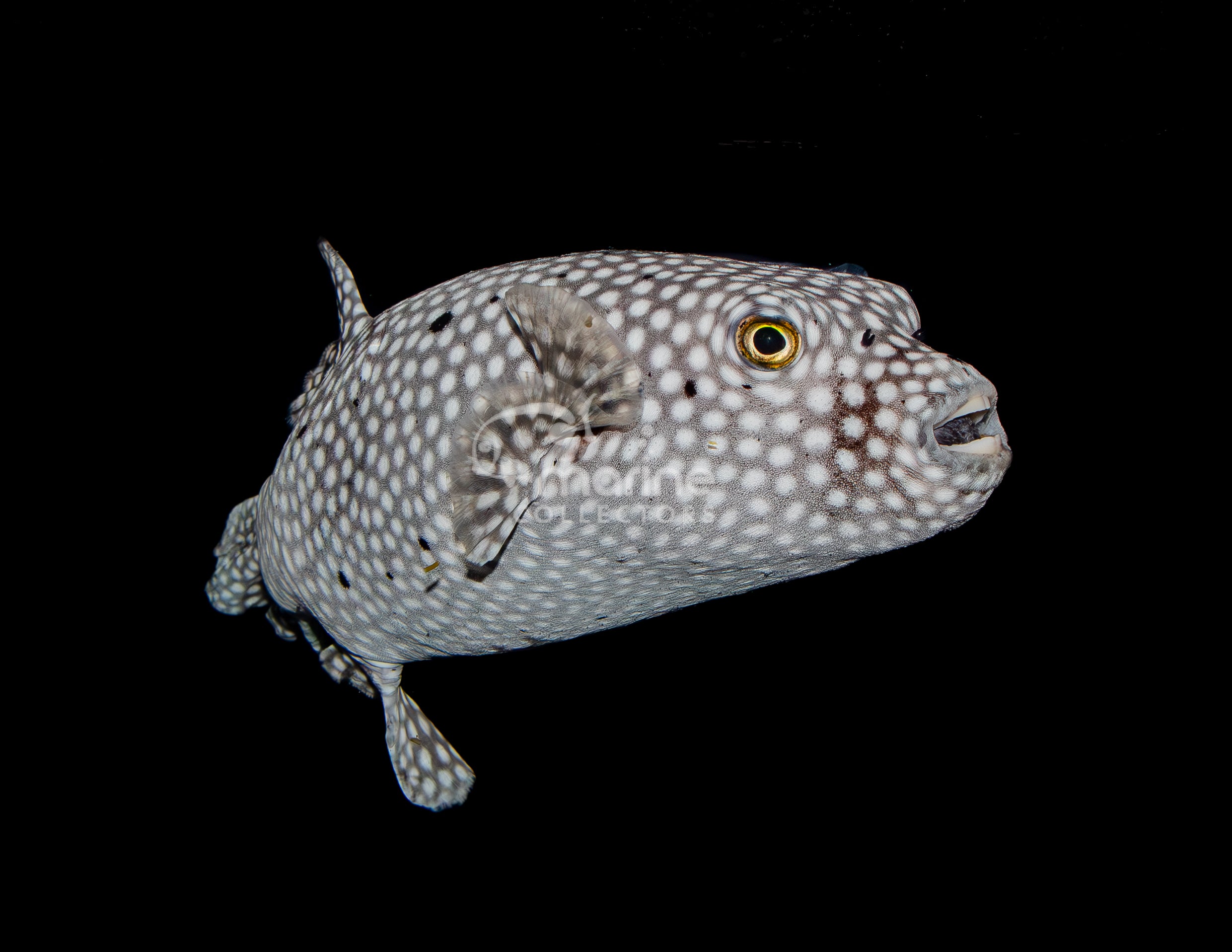 Saltwater Fish for Sale | Buy Marine Aquarium Fish | Marine Collectors