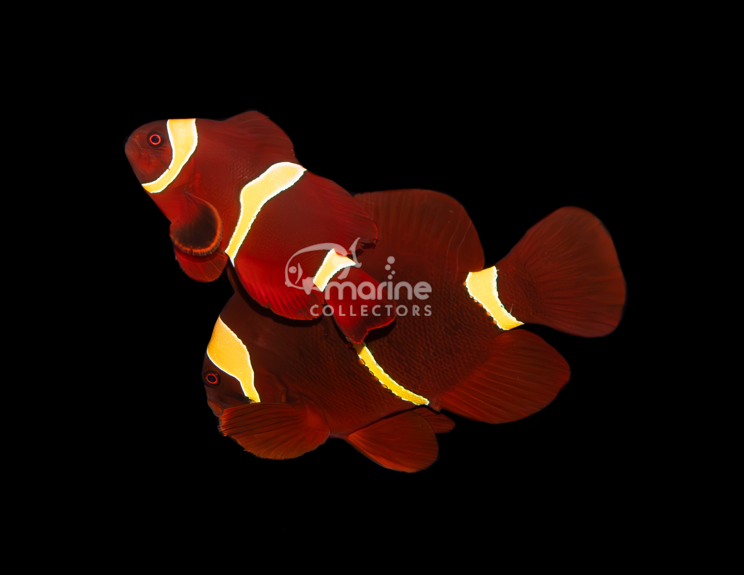 Saltwater Fish for Sale | Buy Marine Aquarium Fish | Marine Collectors