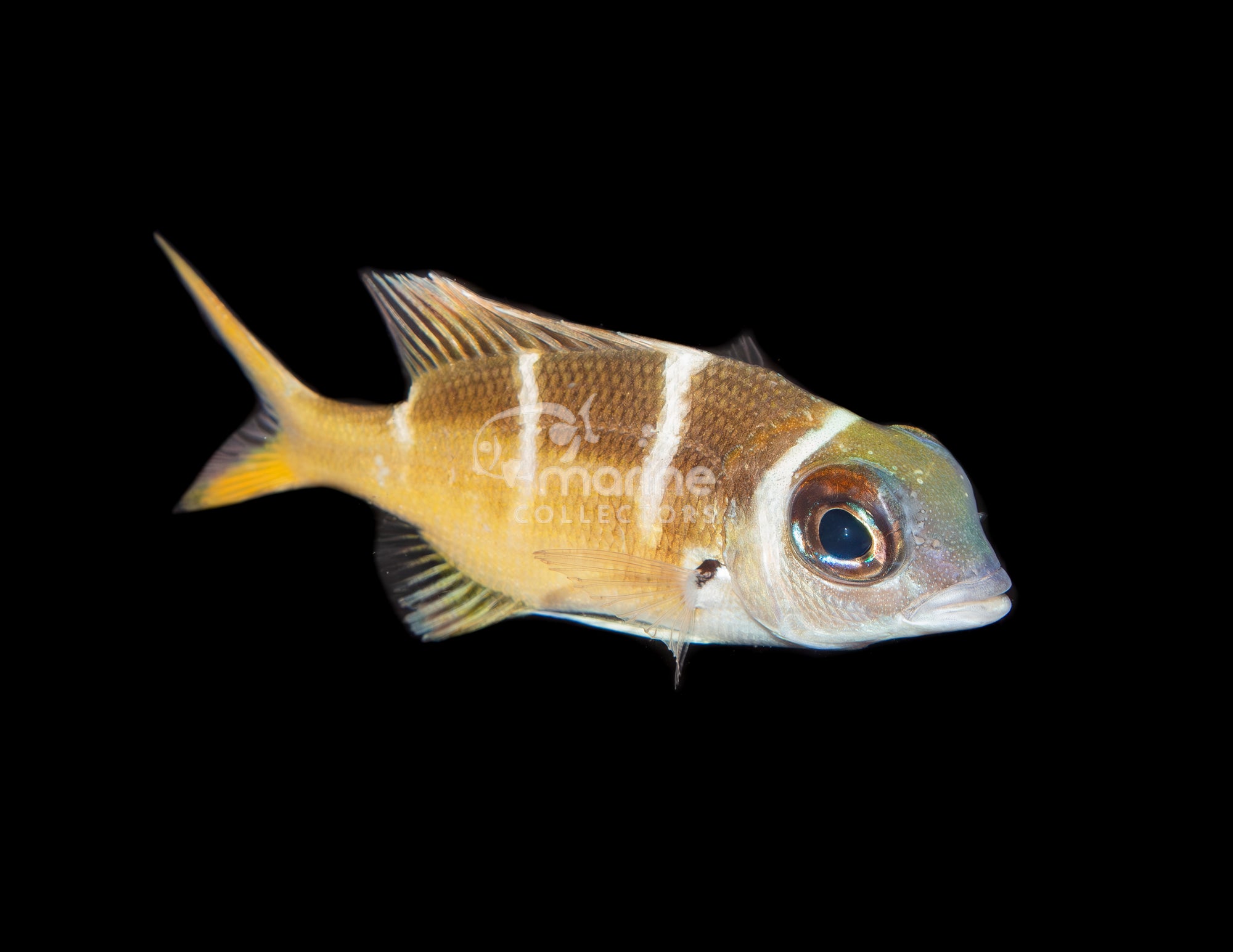 Saltwater Fish for Sale | Buy Marine Aquarium Fish | Marine Collectors