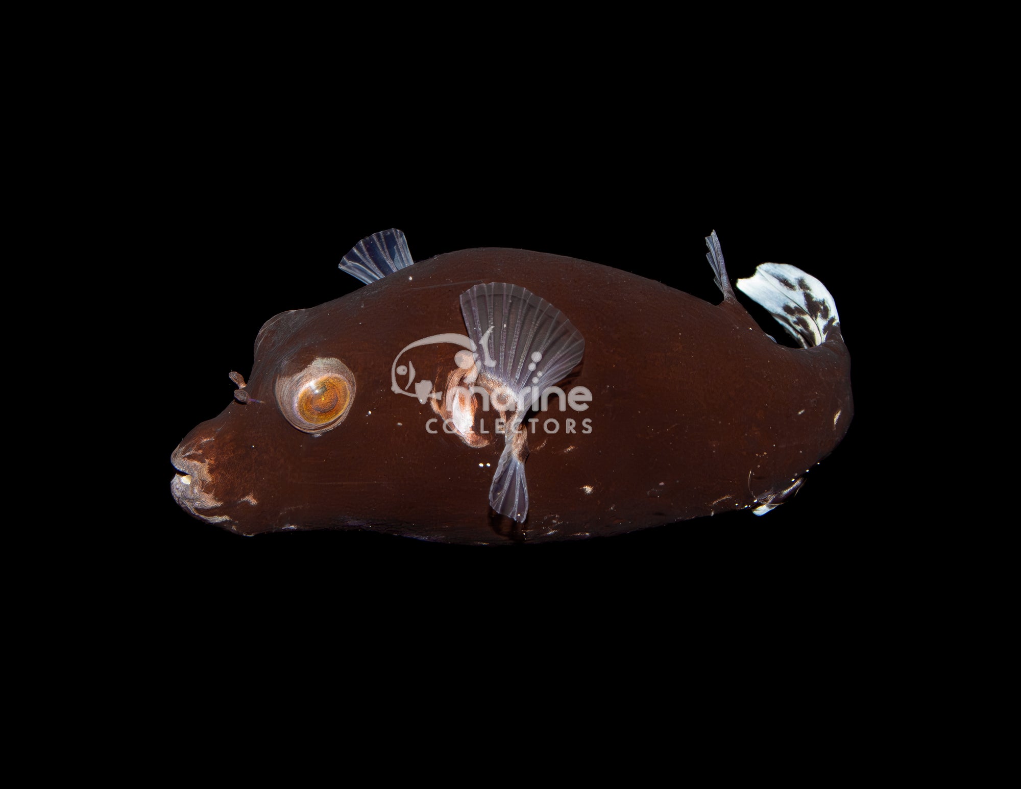 Saltwater Fish for Sale | Buy Marine Aquarium Fish | Marine Collectors