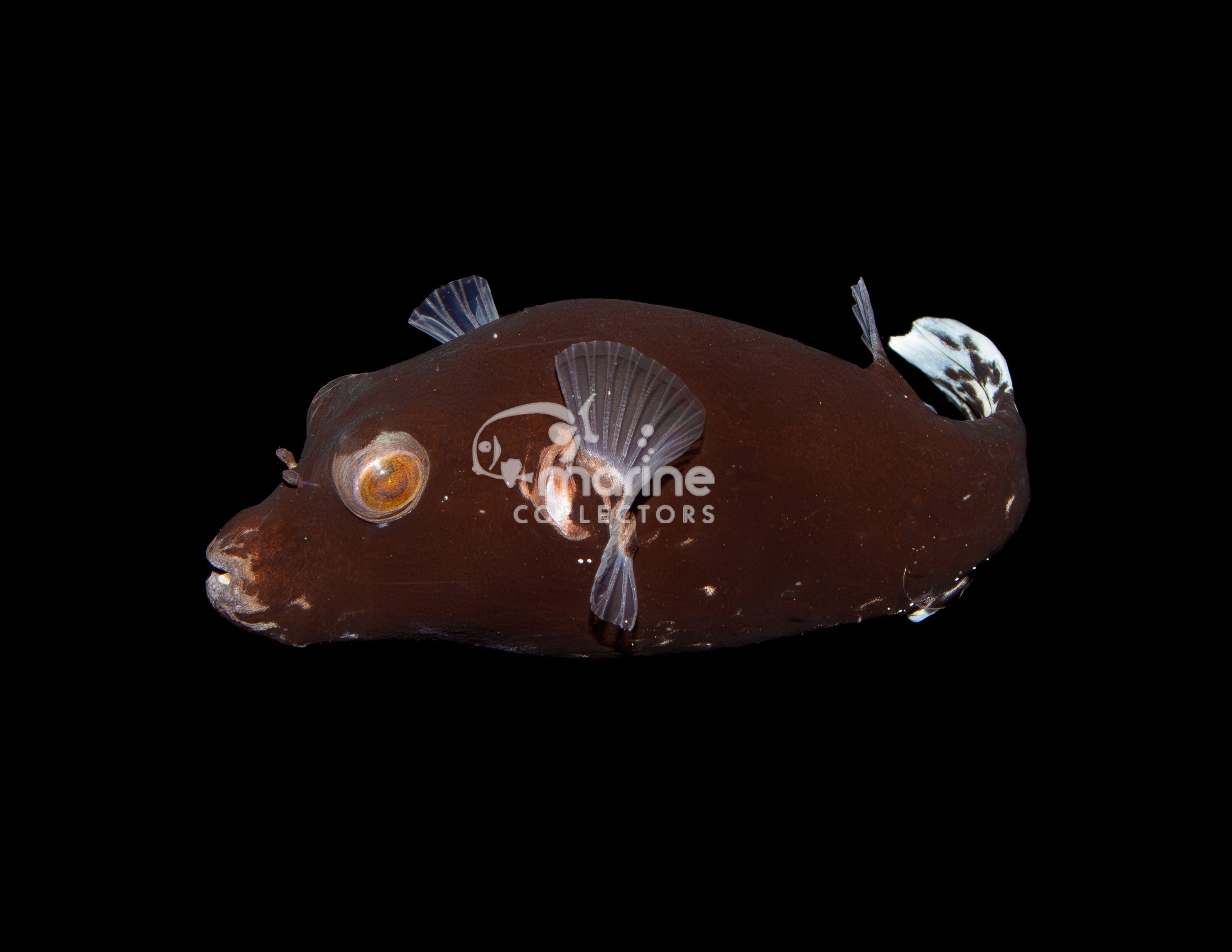 Saltwater Fish for Sale | Buy Marine Aquarium Fish | Marine Collectors