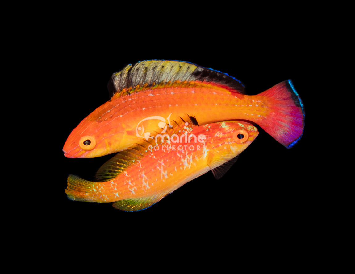 Collectors Chamber - Rare Saltwater Fish and Marine Pets – Marine ...