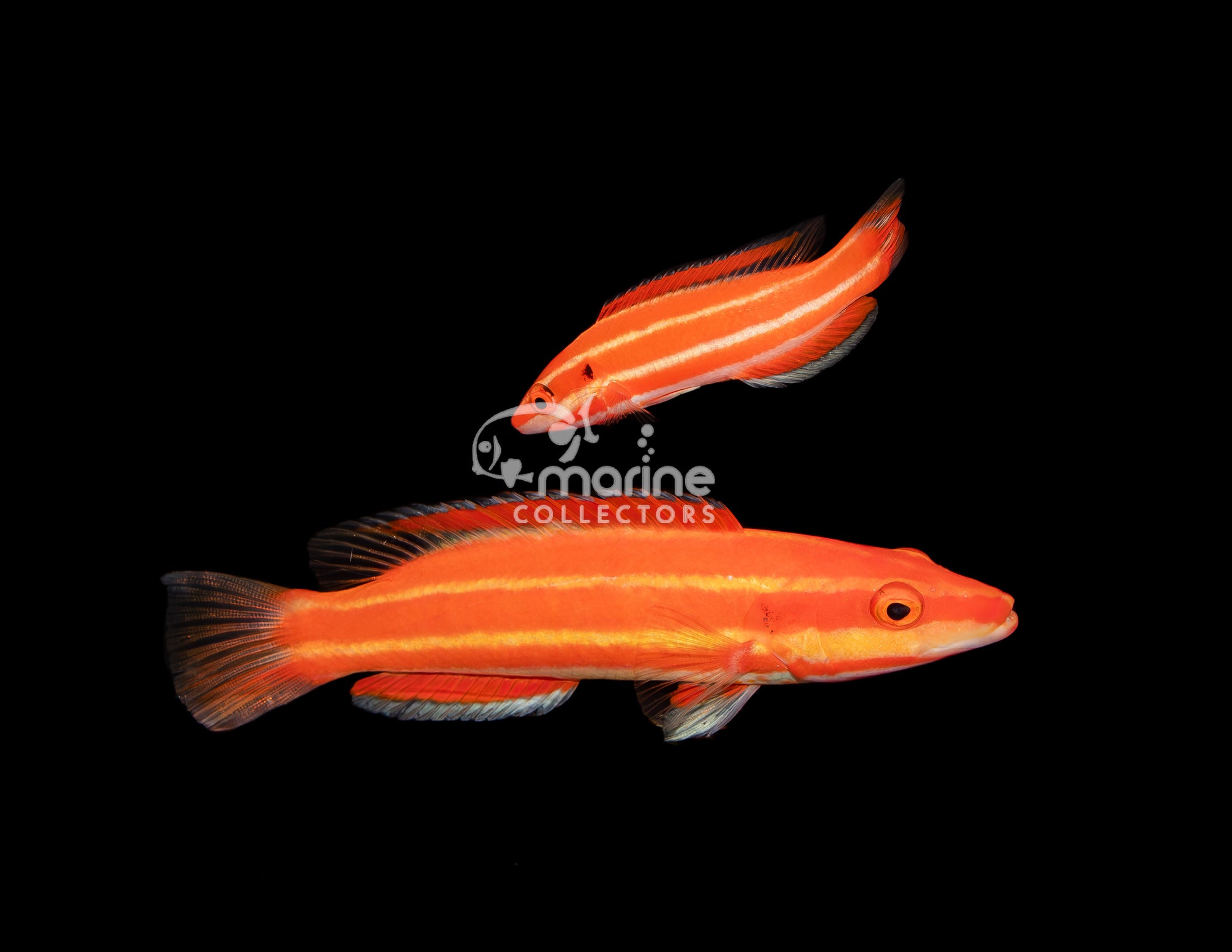 Saltwater Fish for Sale | Buy Marine Aquarium Fish | Marine Collectors