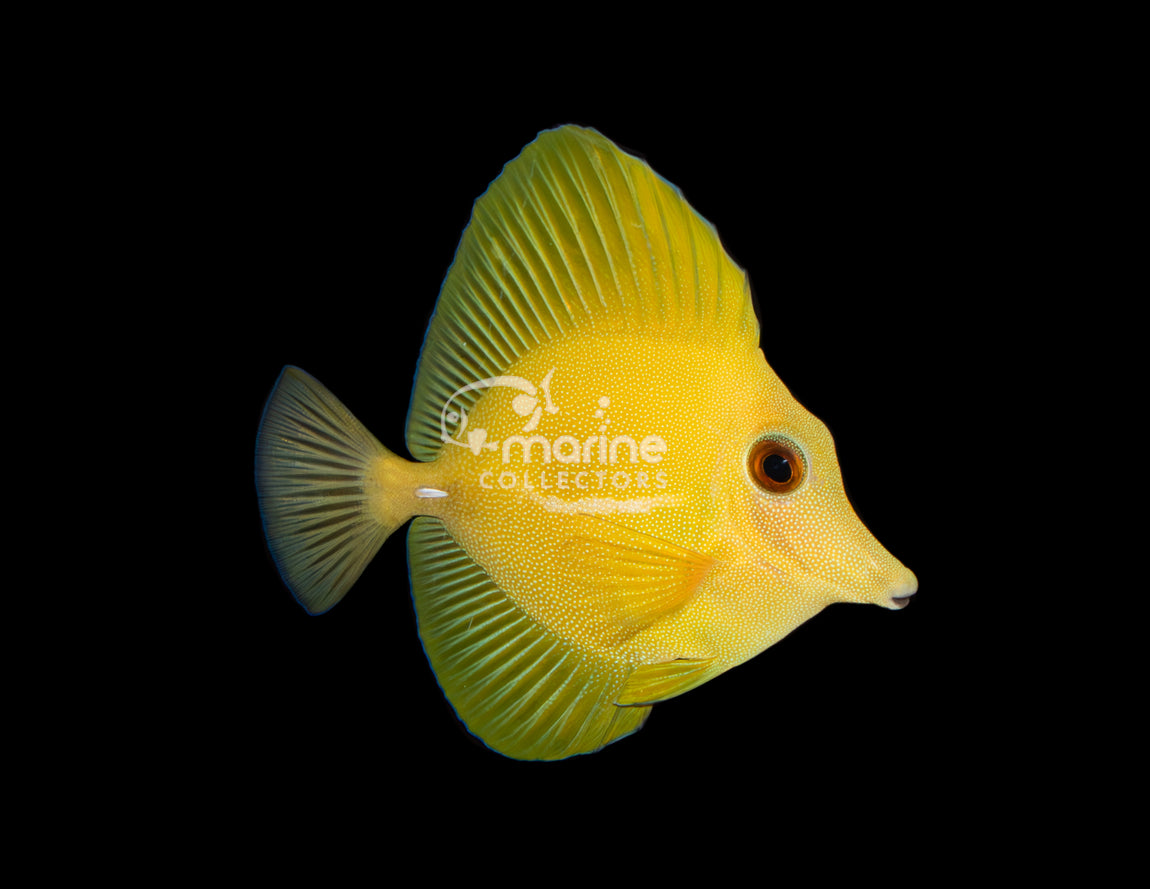 Collectors Chamber - Rare Saltwater Fish and Marine Pets – Marine ...