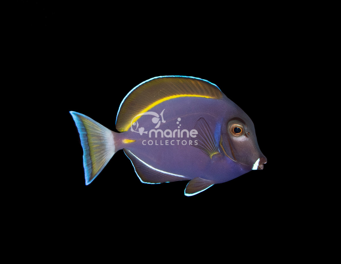 Collectors Chamber - Rare Saltwater Fish and Marine Pets – Marine ...
