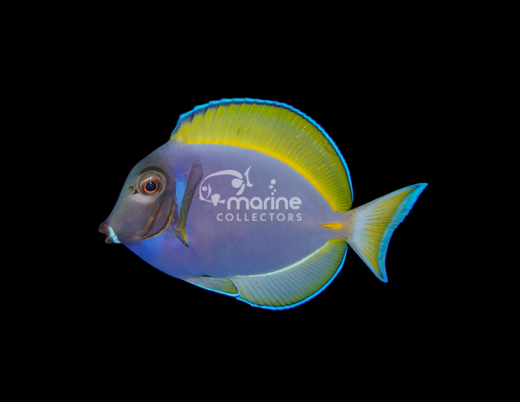 Collectors Chamber - Rare Saltwater Fish and Marine Pets – Marine ...
